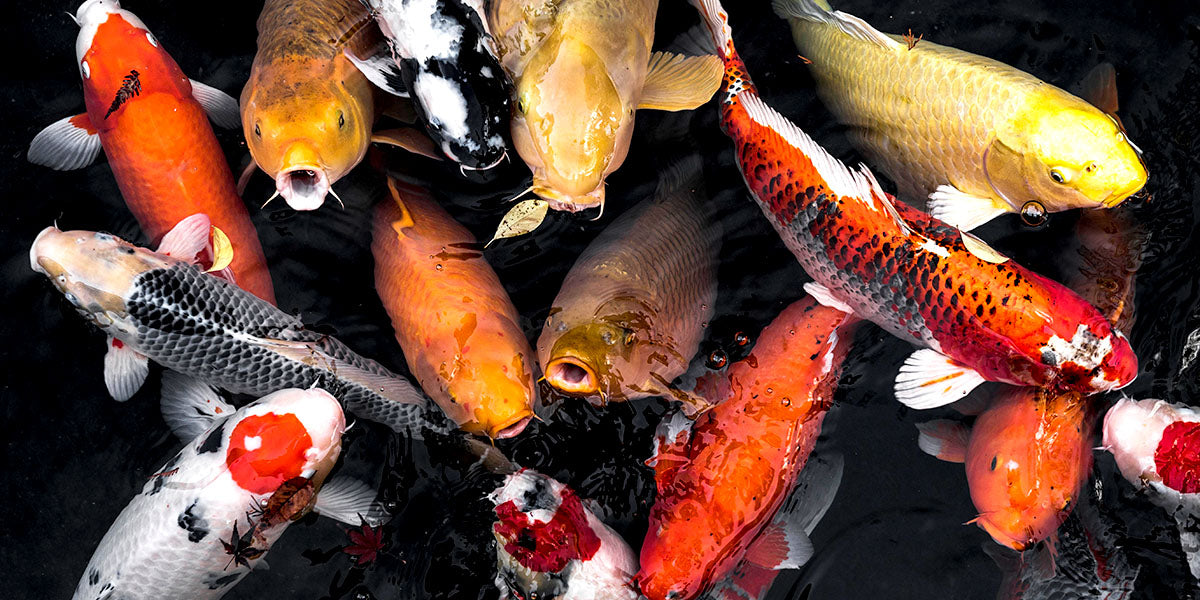 Koi Fish Identification Most Popular Varieties Of Koi | Next Day Koi
